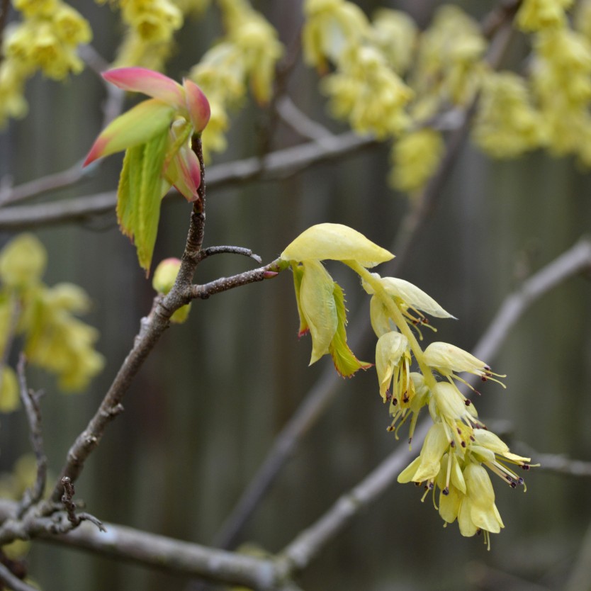 What’s Blooming Now: A Quick Guide for Spring Plants in Seattle