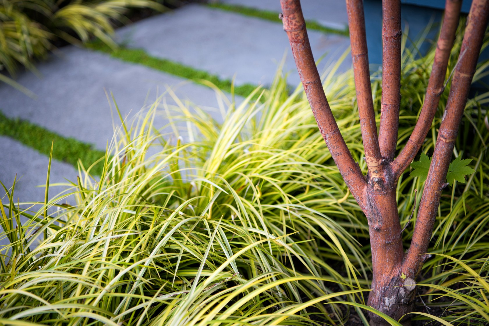 Capitol Hill Craftsman Landscape Design – Board & Vellum