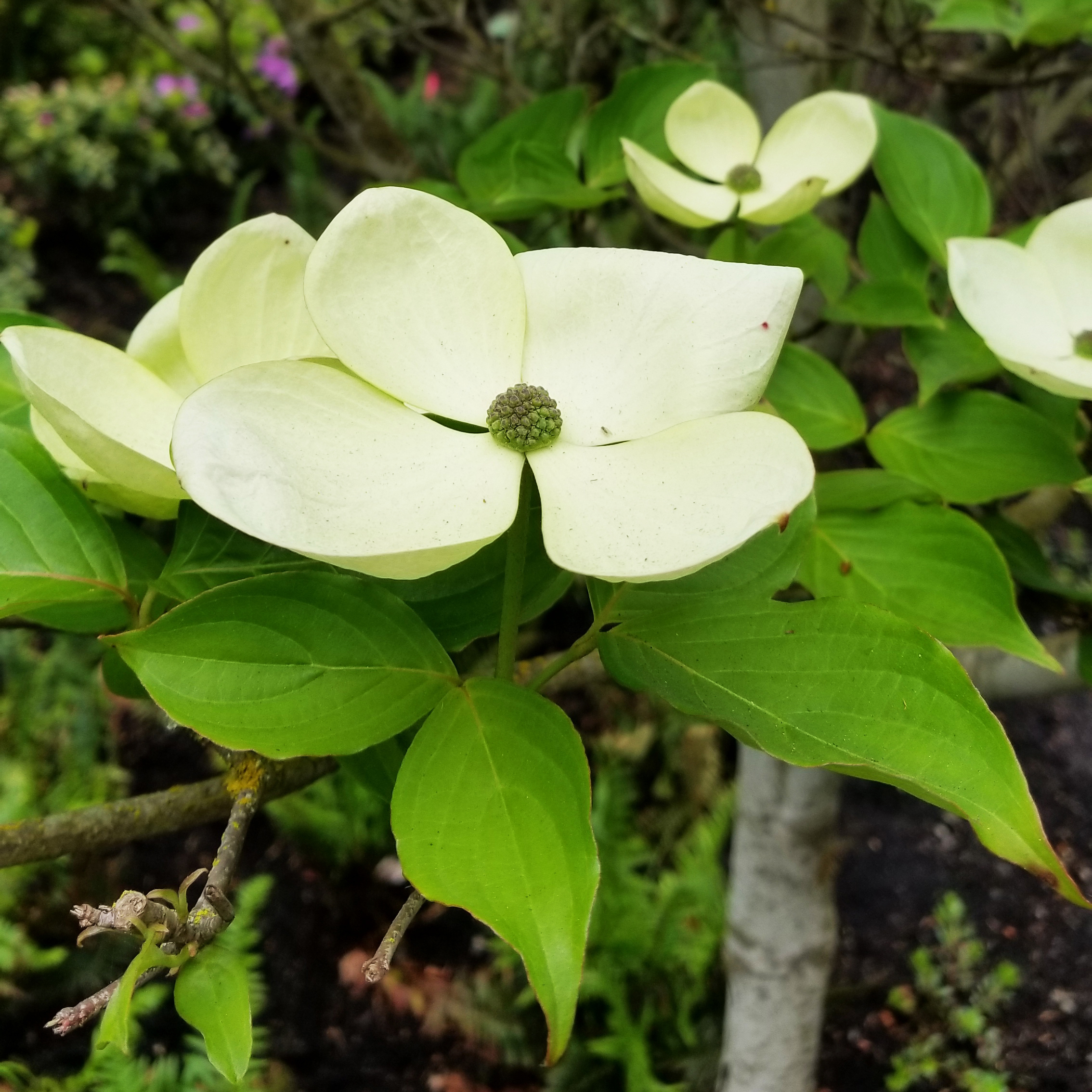 What’s Blooming in Seattle in May? (Dogwood Trees!) – Board & Vellum ...