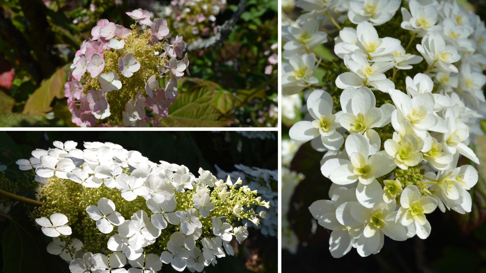 What’s Blooming Now, In August: Hydrangeas – Board & Vellum