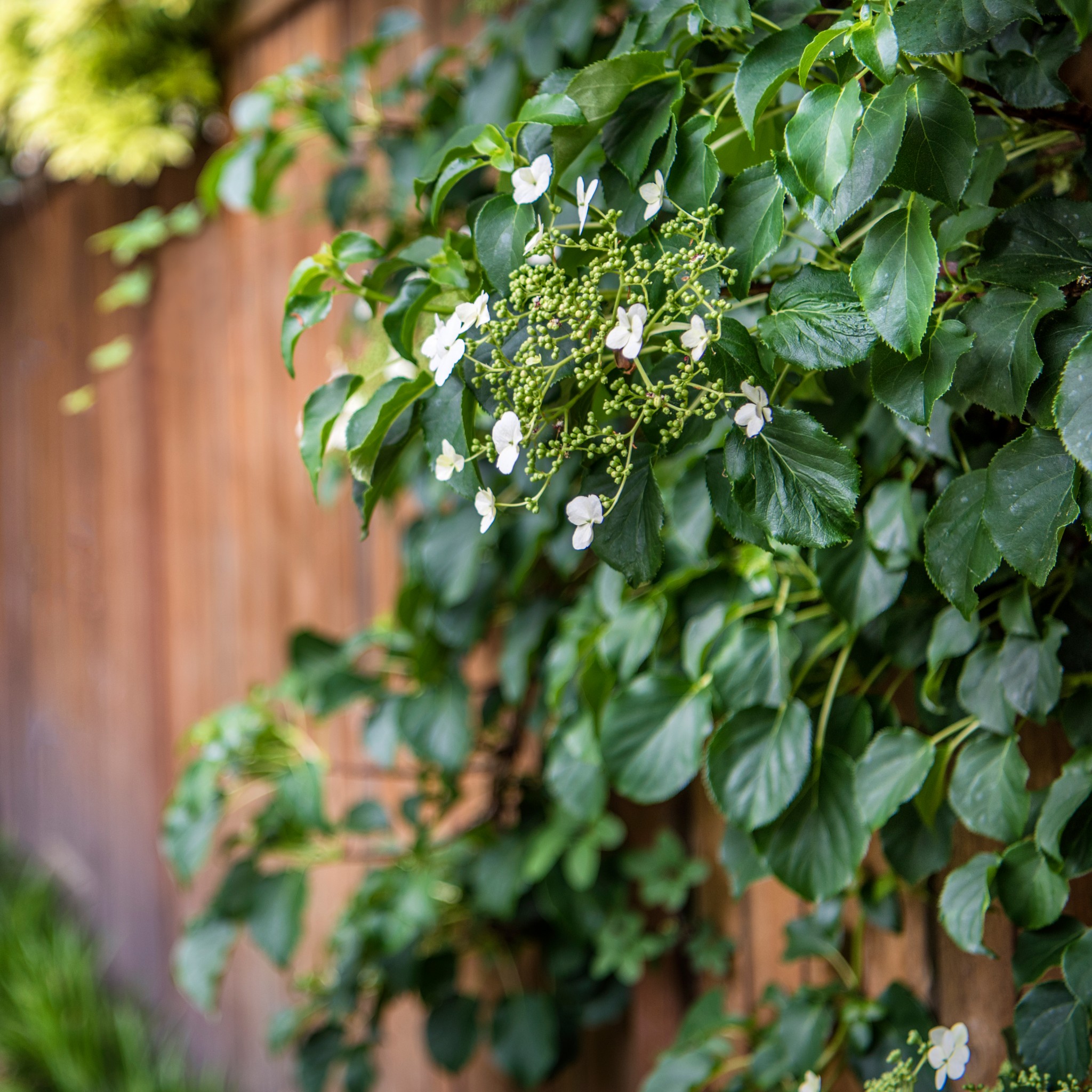 What’s Blooming Now, In August: Hydrangeas – Board & Vellum