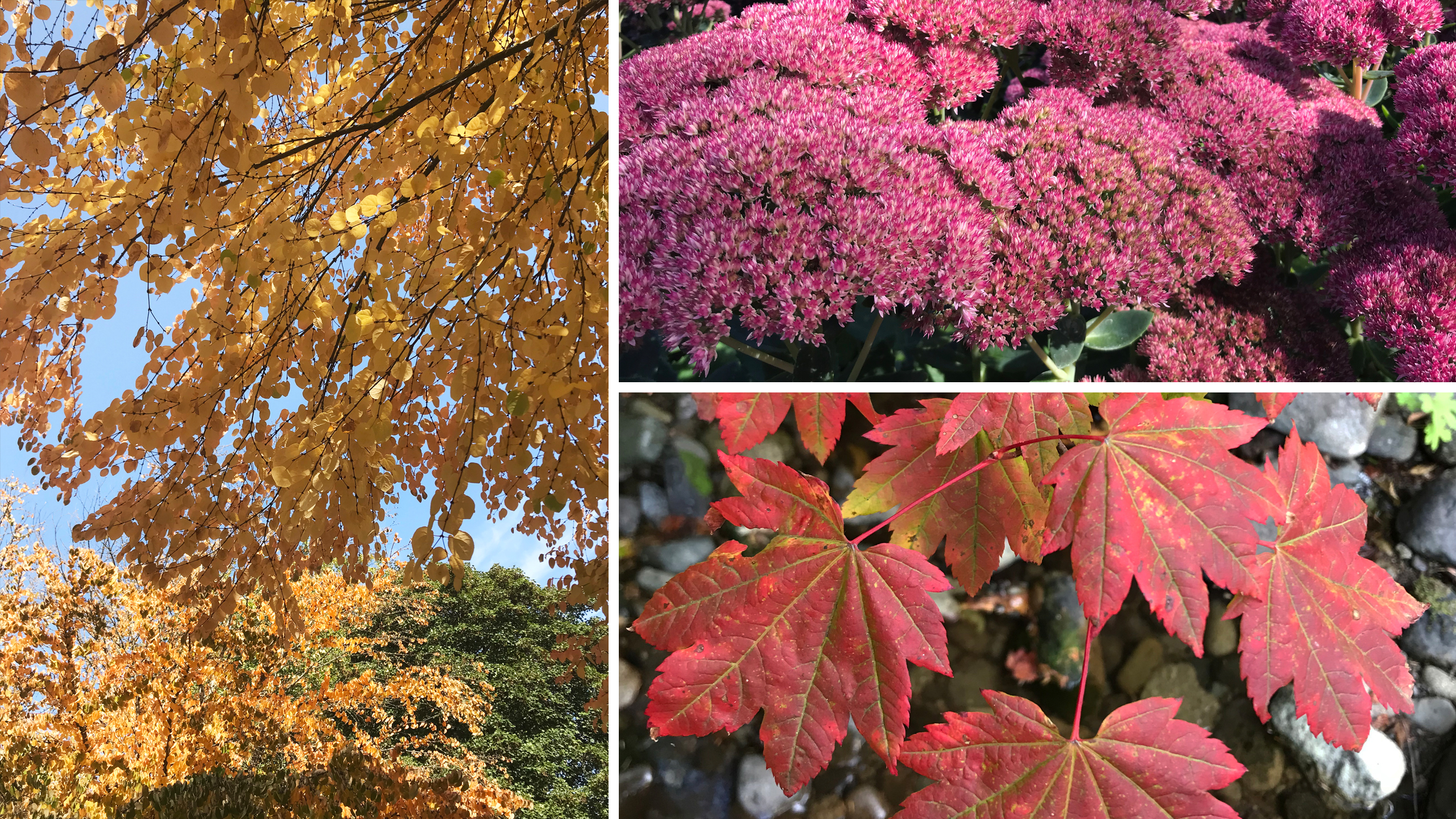 What’s Blooming Now: Early Autumn in the Pacific Northwest – Board & Vellum