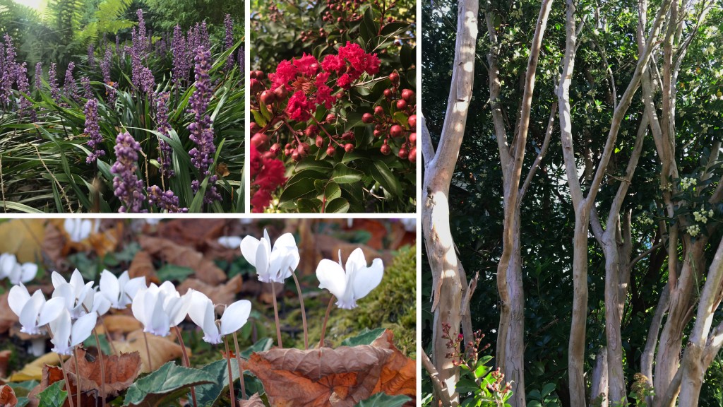 What’s Blooming Now: Late Autumn in the Pacific Northwest – Board & Vellum