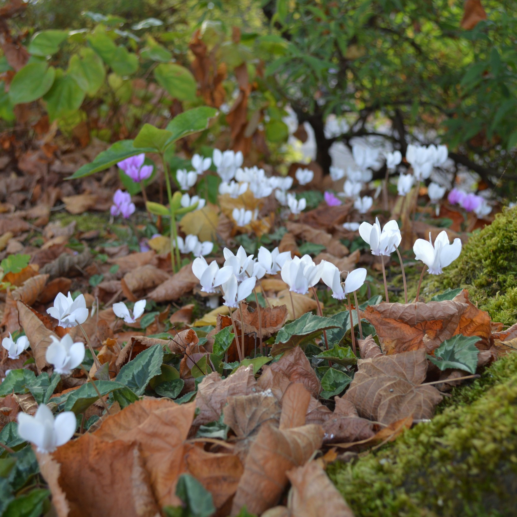What’s Blooming Now: Late Autumn in the Pacific Northwest – Board & Vellum