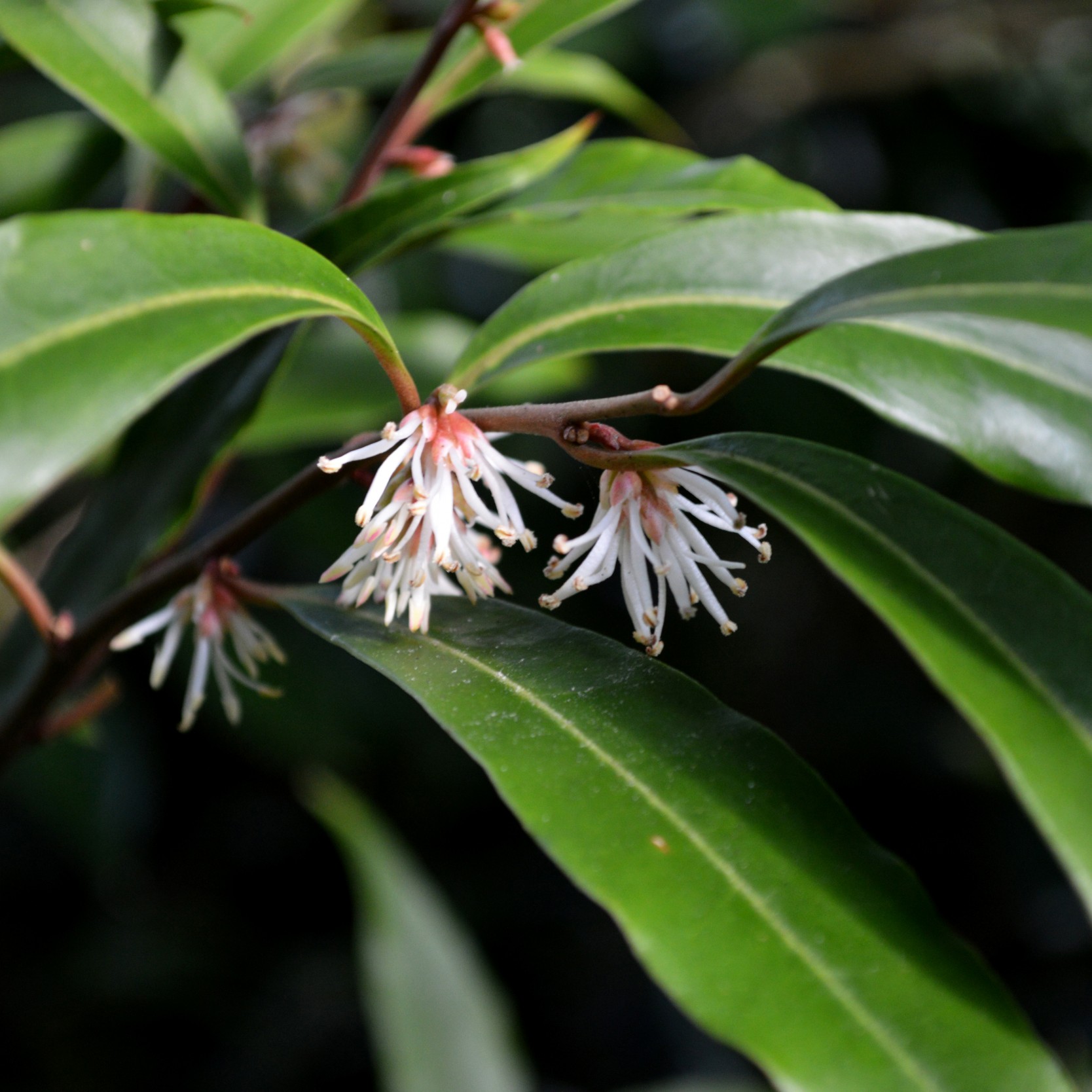 What's Blooming Now: Sights & Scents of the Midwinter Landscape – Board ...