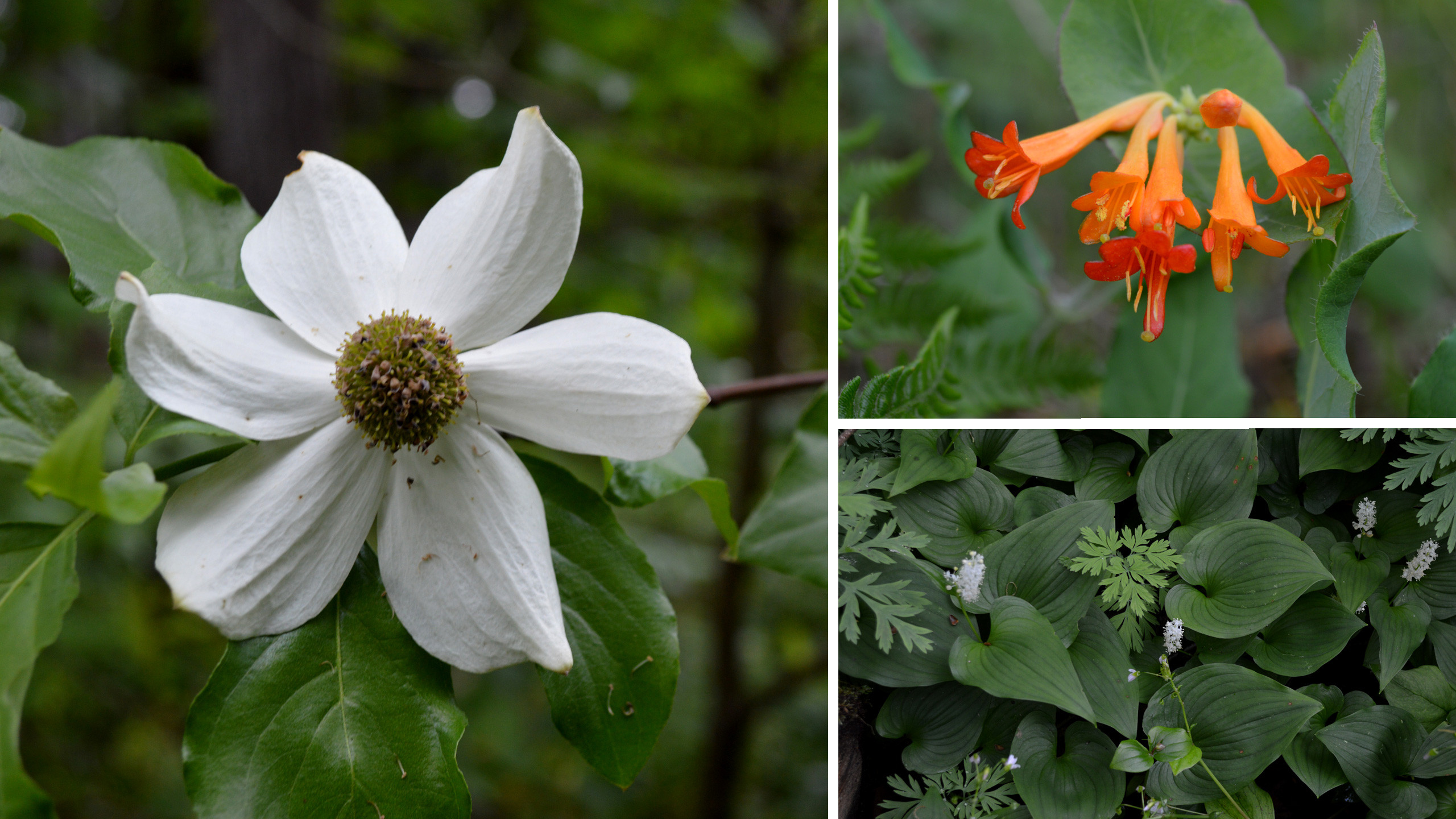 What’s Blooming Now: Spring Comes to Pacific Northwest Forests – Board ...