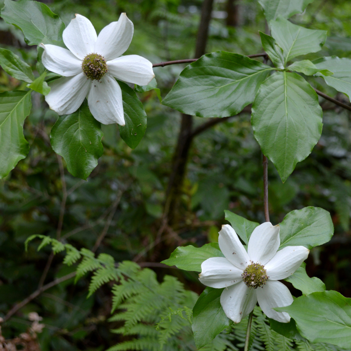 What’s Blooming Now: Spring Comes to Pacific Northwest Forests – Board ...