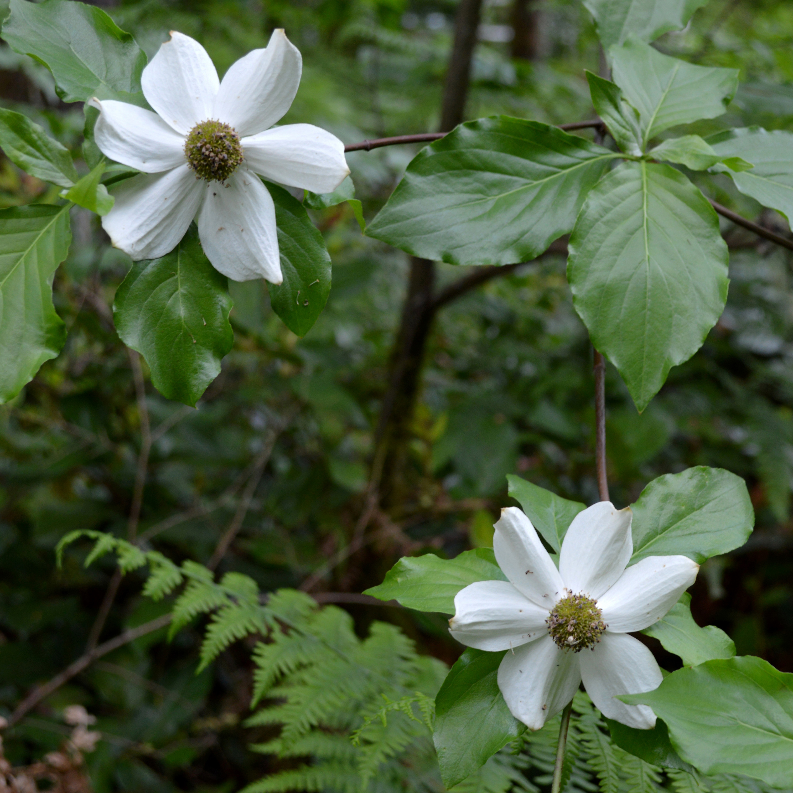 What’s Blooming Now: Spring Comes to Pacific Northwest Forests – Board ...