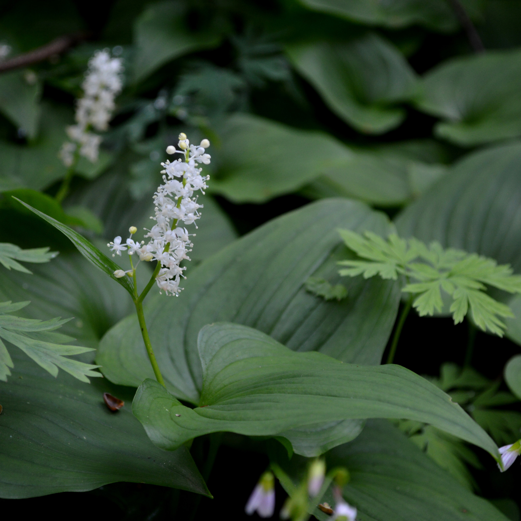 What’s Blooming Now: Spring Comes to Pacific Northwest Forests – Board ...