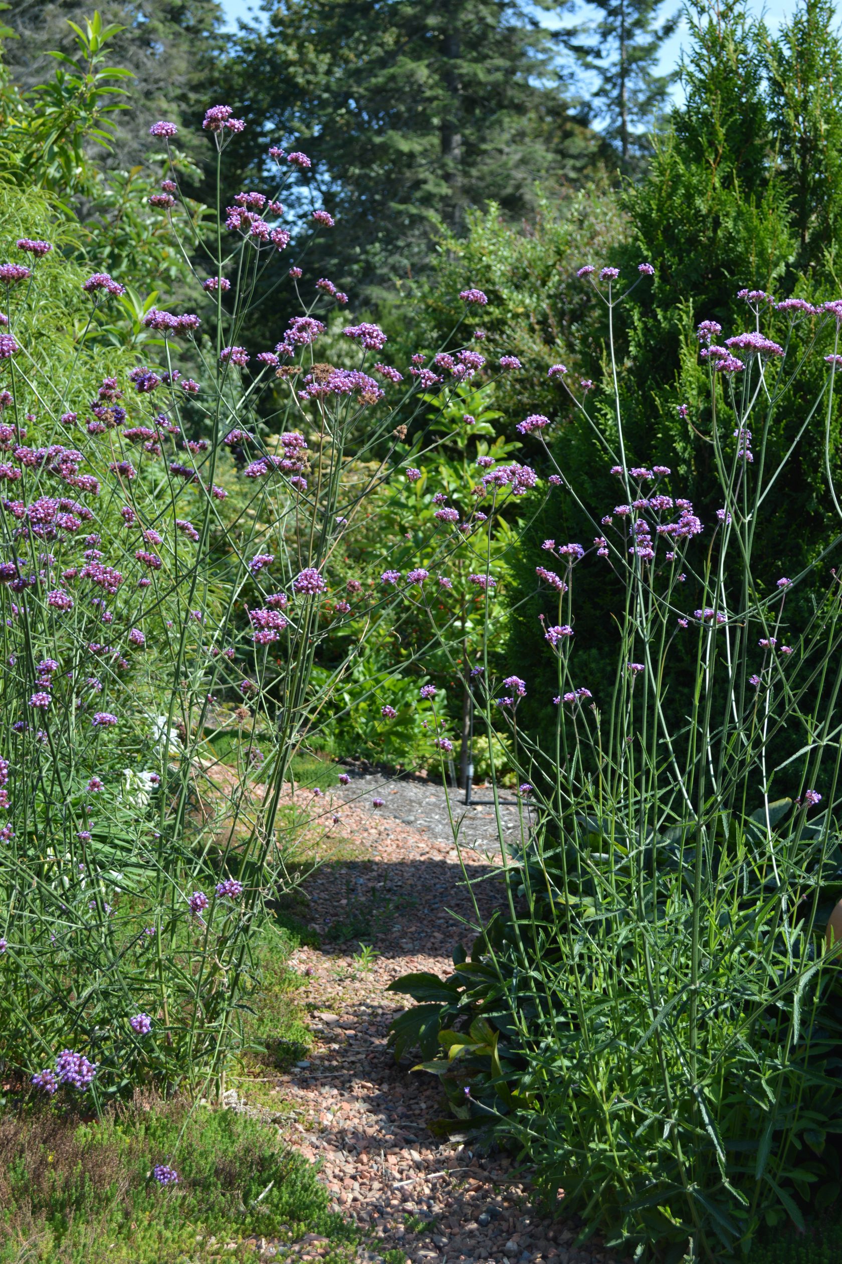 Creating Vibrant Layers in Your Garden – Board & Vellum