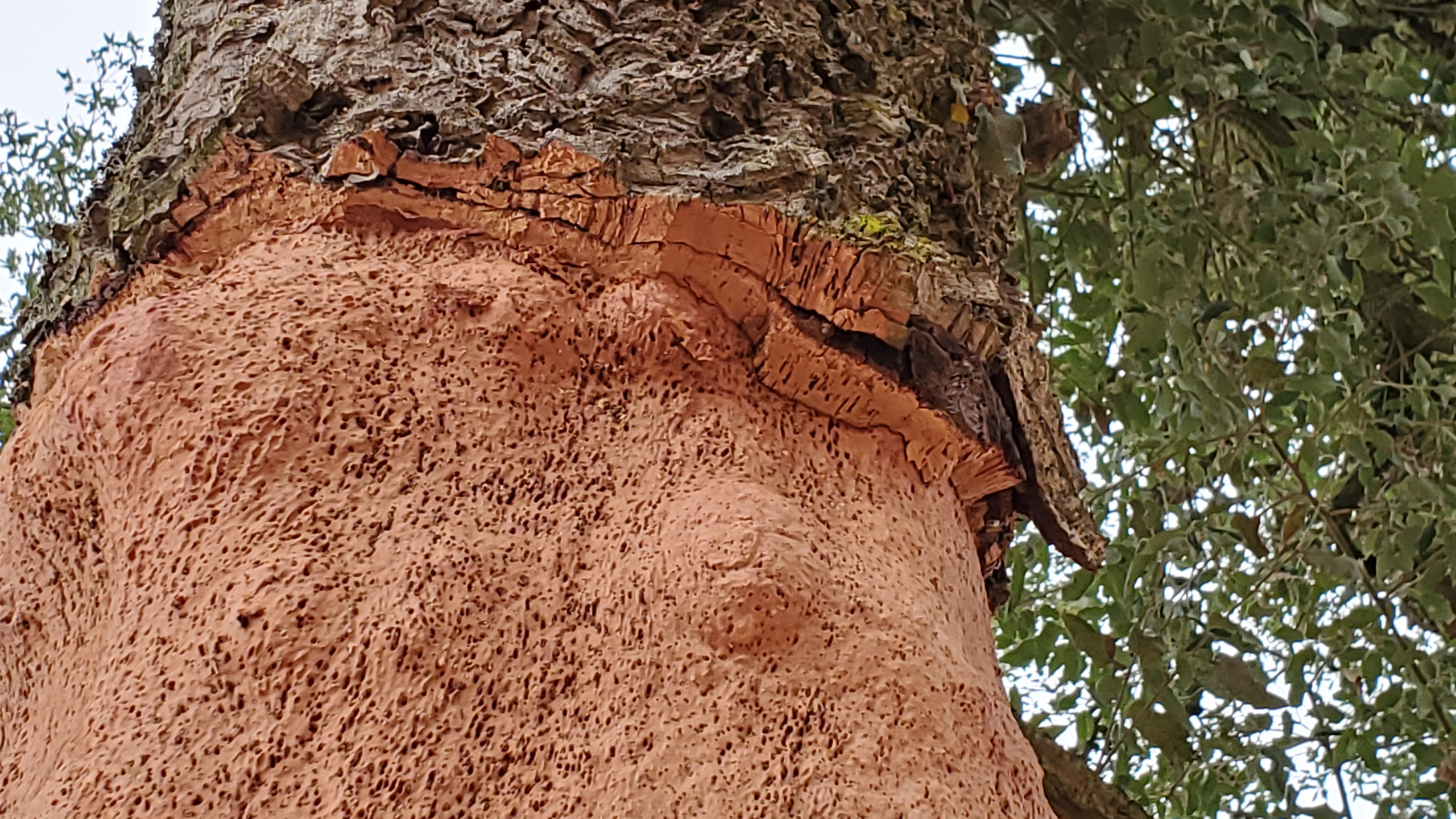 Cork Tree Bark