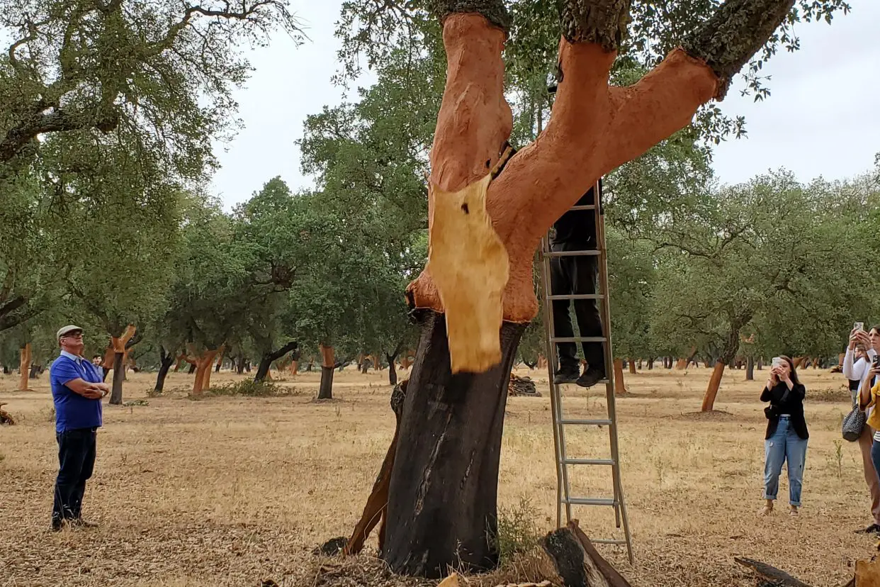 The Wonders of Cork as a Sustainable Material – Board & Vellum