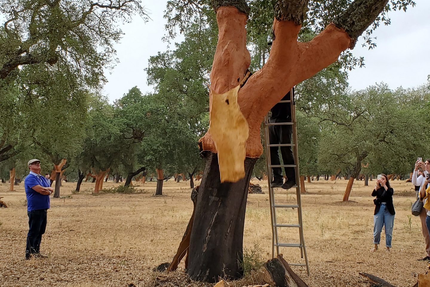 The Wonders of Cork as a Sustainable Material – Board & Vellum